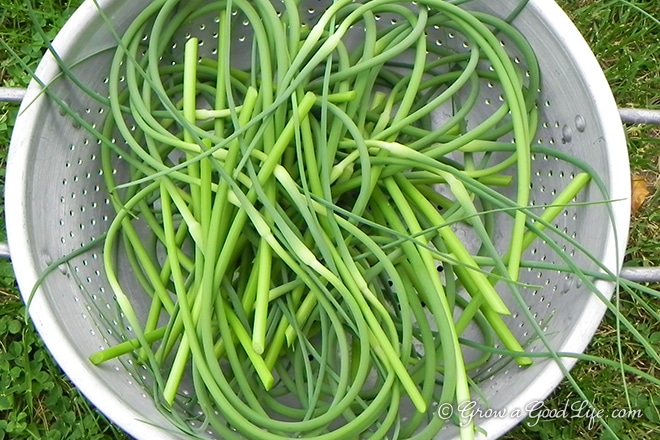 Harvesting Garlic Scapes Harvesting Garlic Scapes