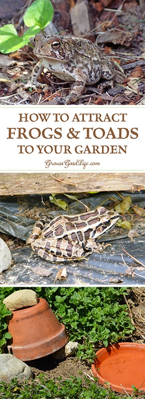 How to Attract Frogs and Toads to Your Garden