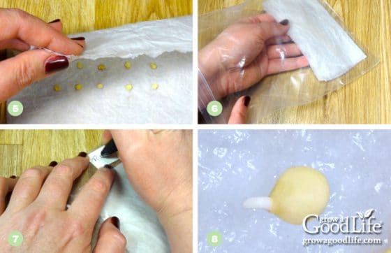 Simple Seed Germination Test