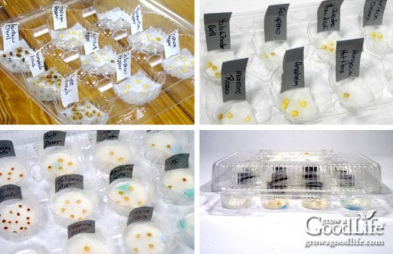 How to Pre-Sprout Seeds for Faster Germination