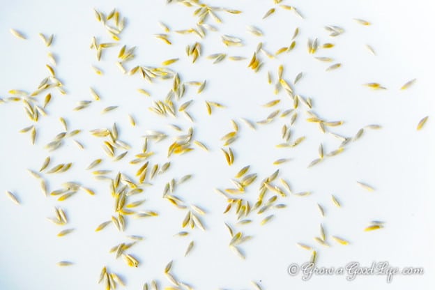 Homemade Seed Mats or Seed Tapes