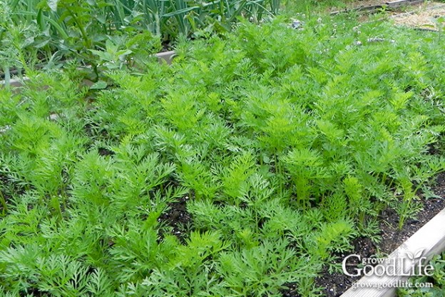 Tips for Germinating Carrots