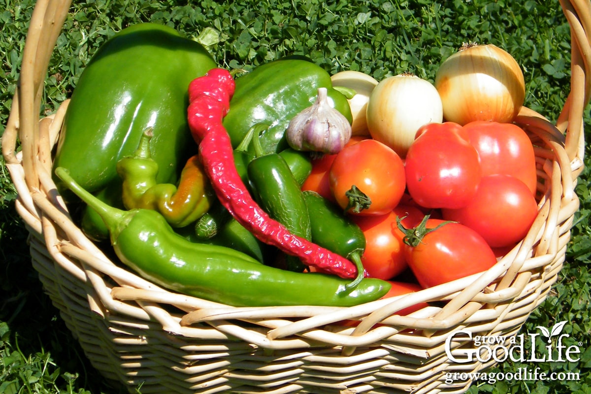 How to Grow a Salsa Garden