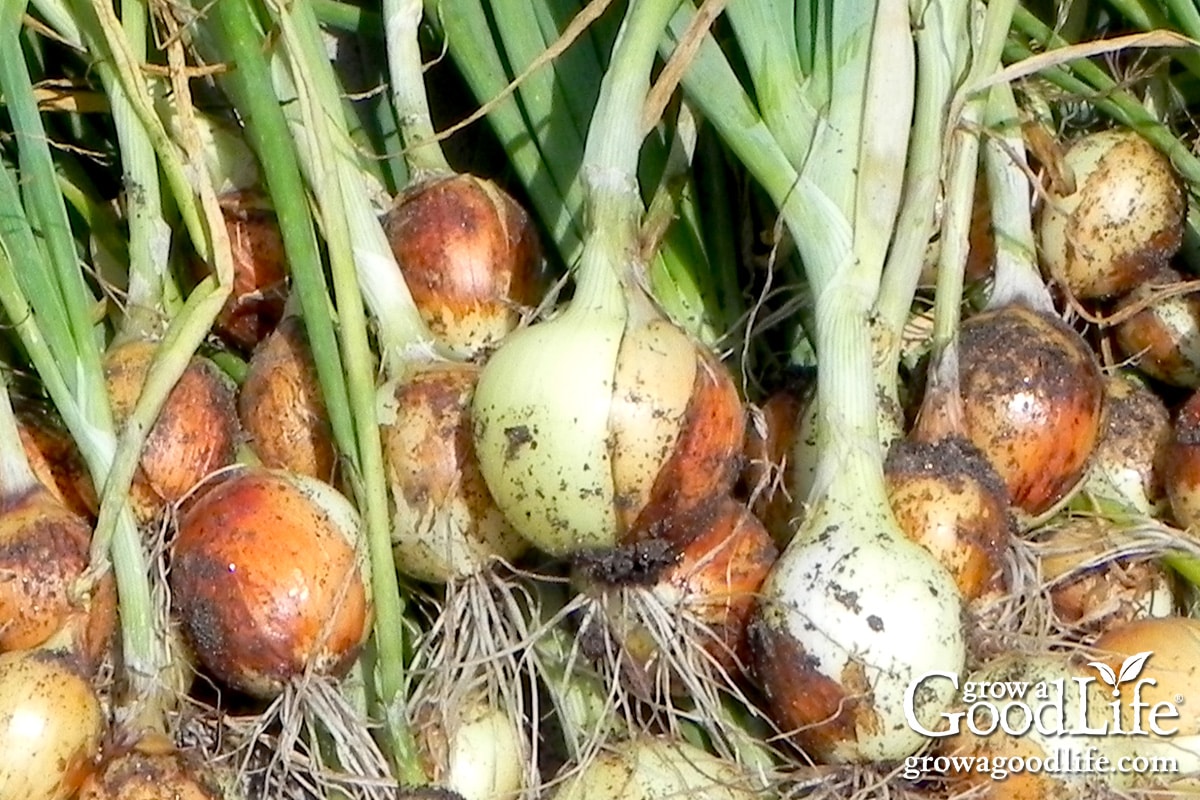 How To Preserve Onions From Your Garden | Fasci Garden