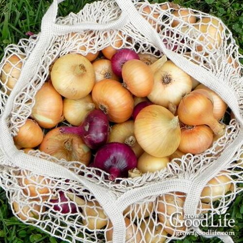 Harvesting, Curing, and Storing Onions
