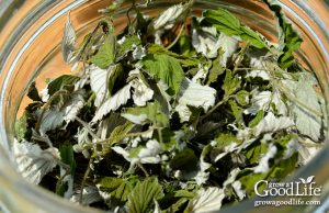 How to Harvest & Preserve Red Raspberry Leaf Tea