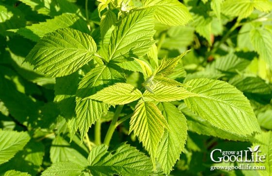 How to Harvest & Preserve Red Raspberry Leaf Tea
