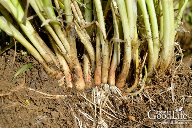 How to Grow Chives