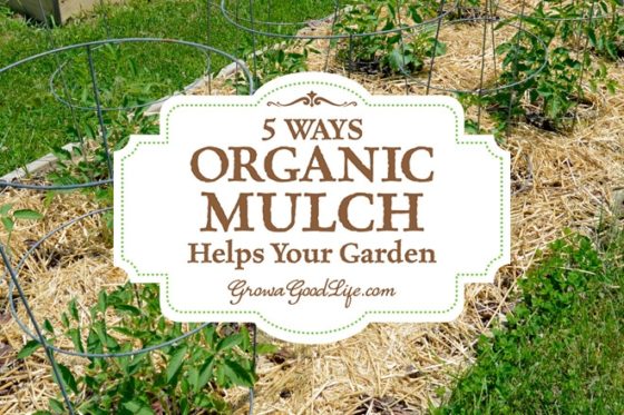 5 Ways Organic Mulch Helps Your Vegetable Garden