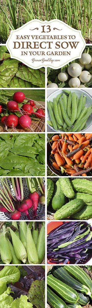 13 Easy Vegetables to Direct Sow