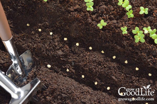 13 Easy Vegetables to Direct Sow