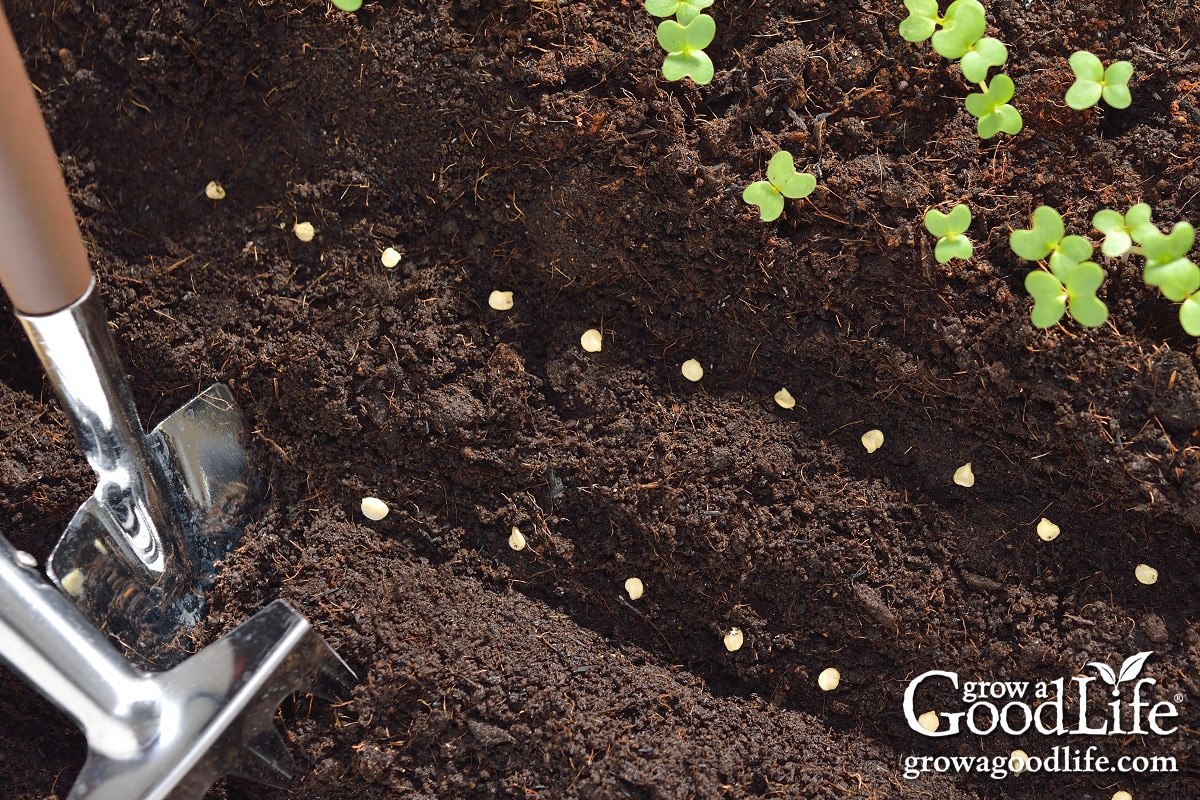 13 Easy Vegetables to Direct Sow