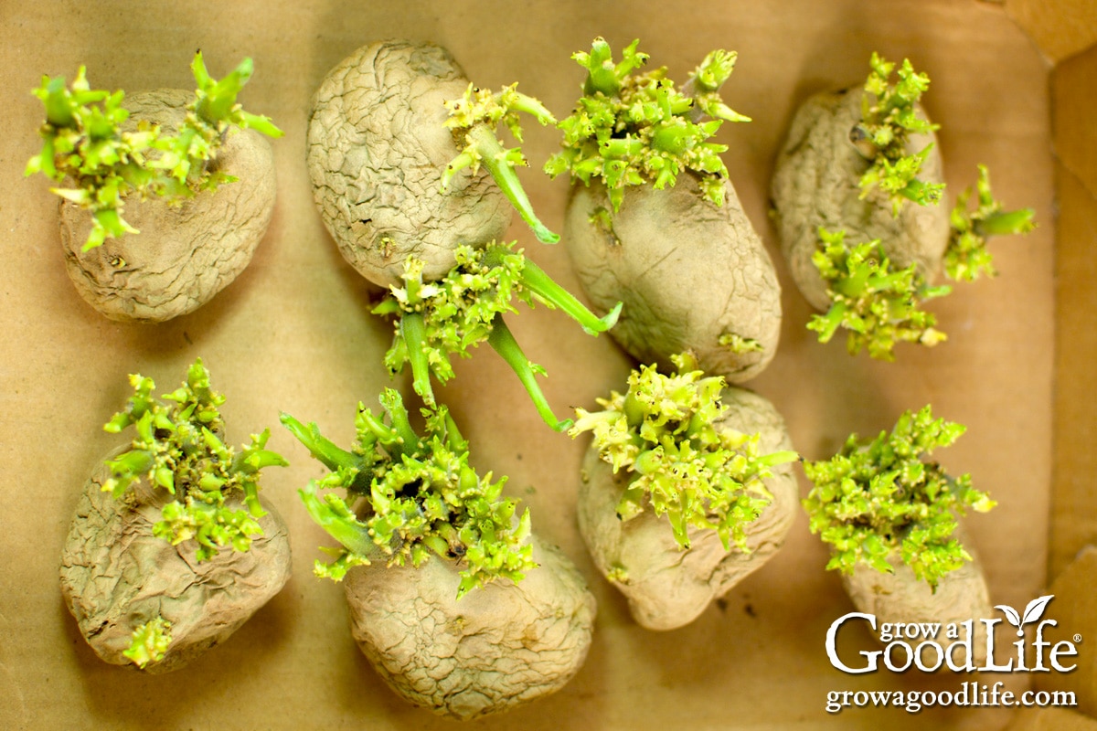 Chitting Potatoes Gives Them a Head Start