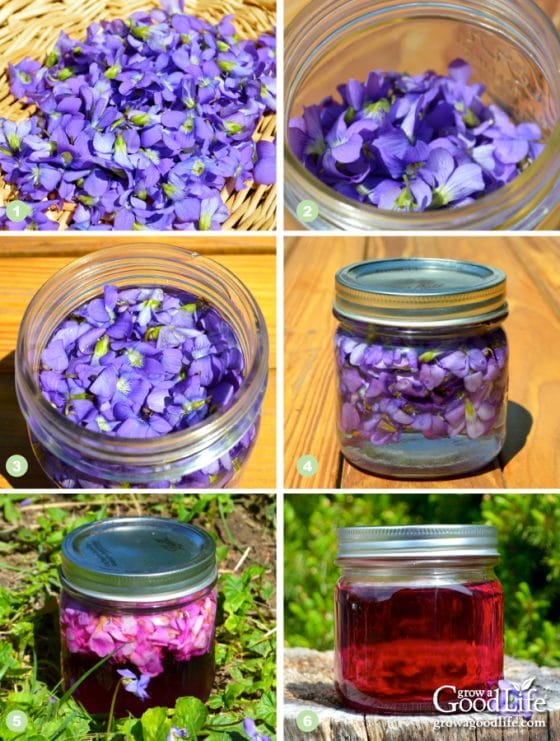 Wild Violet Vinegar Infusion