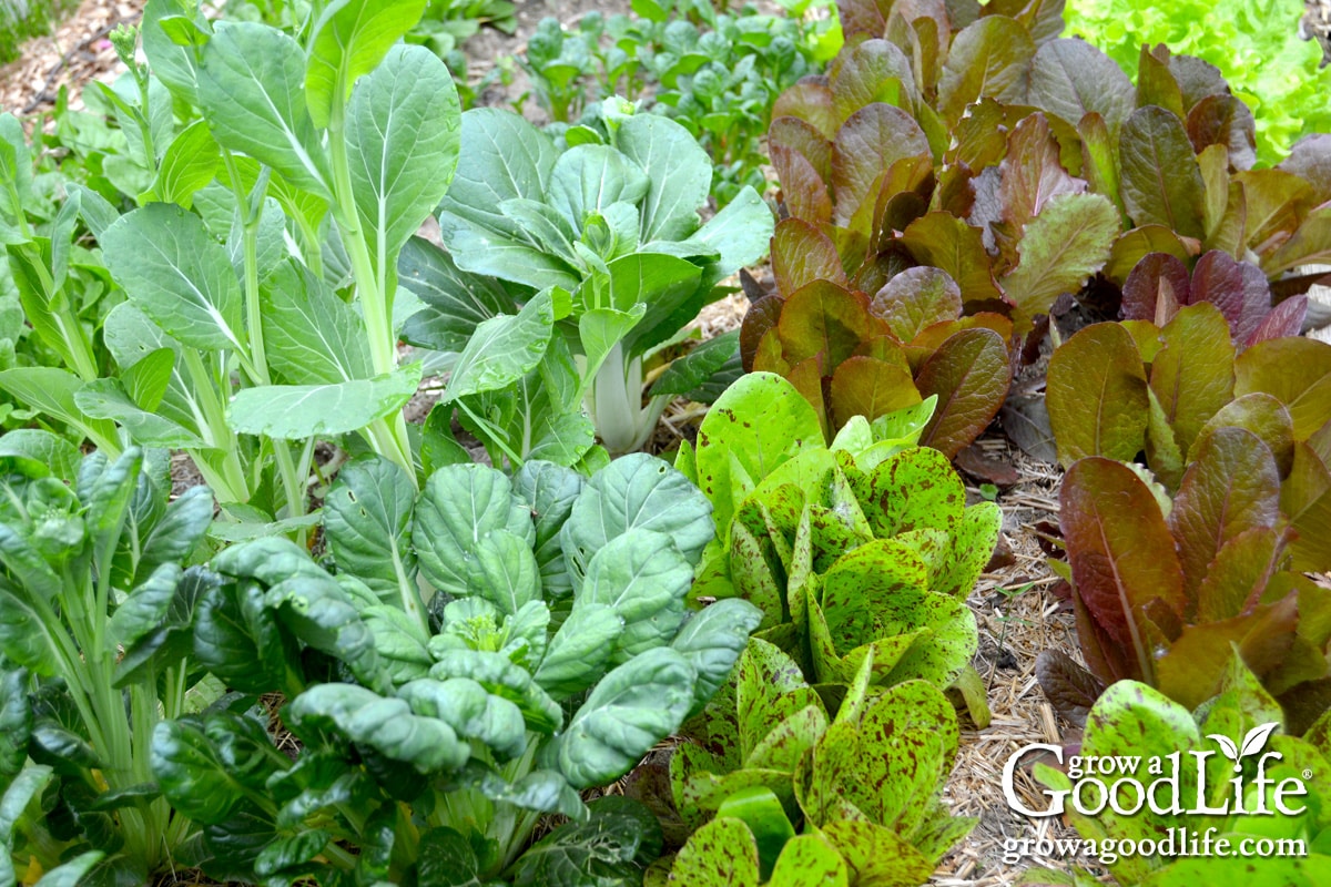 30+ Vegetables That Grow in Shade for Partial Shade Gardens