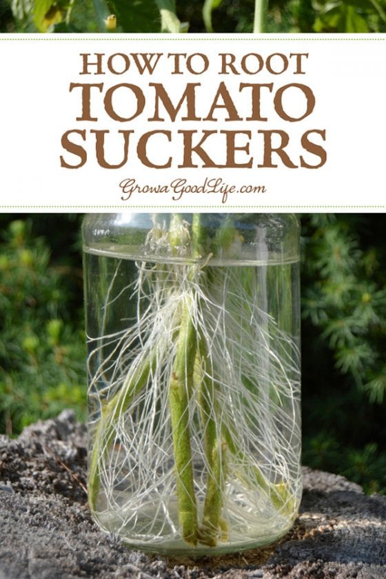 How to Root Tomato Suckers and Grow New Plants