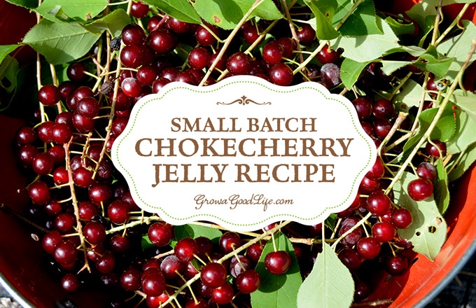 Small Batch Chokecherry Jelly from Foraged Fruit