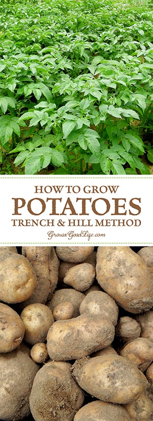 How to Grow Potatoes: Trench and Hill Method