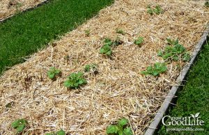 Planting Potatoes the Grow Biointensive Way