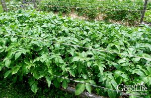 How to Grow Potatoes: A Complete Guide for Home Gardeners