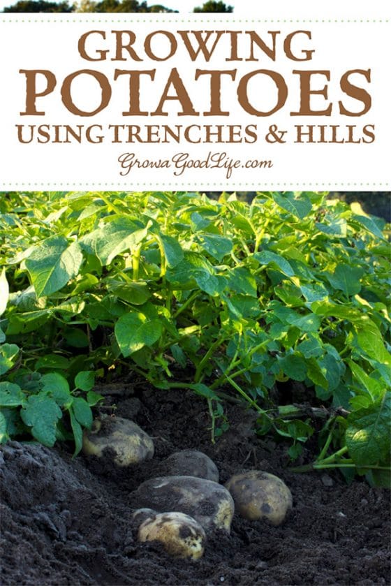 How to Grow Potatoes: Trench and Hill Method