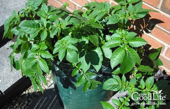 How to Grow Potatoes in Containers