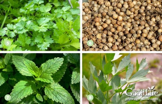 13 Culinary Herbs That Grow in Partial Shade