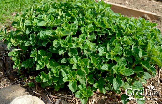 13 Culinary Herbs That Grow in Partial Shade