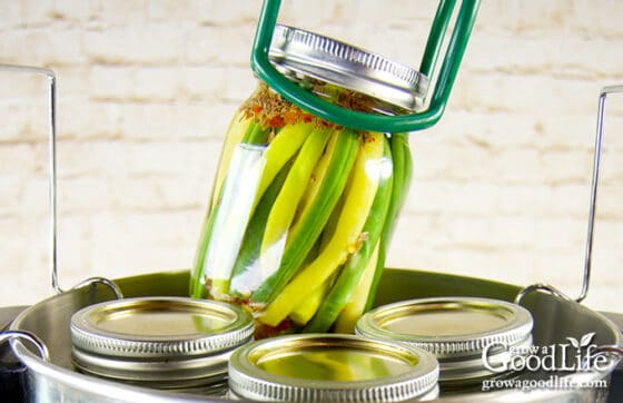 Good Old-Fashioned Pickled Dilly Beans