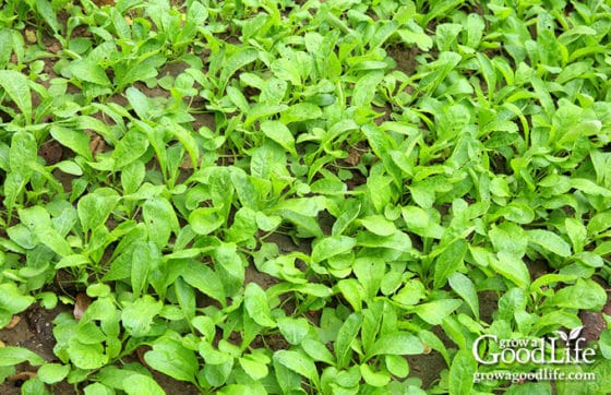 7 Simple Techniques to Improve Garden Soil