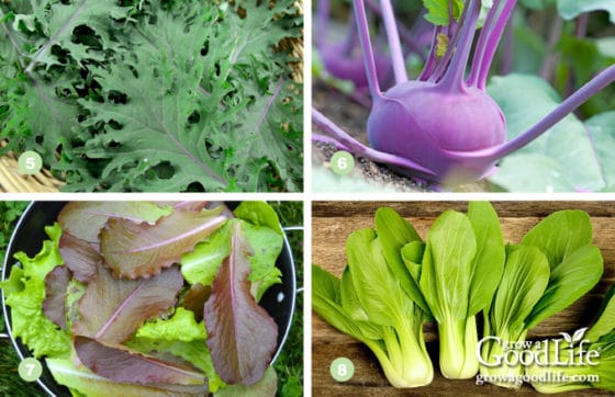15 Fast Growing Vegetables for Spring