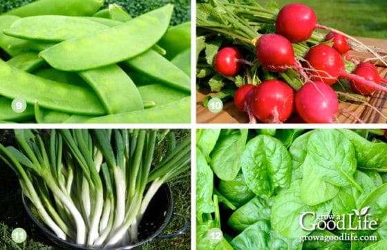 15 Fast Growing Vegetables for Spring