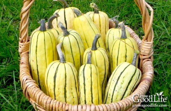 How to Harvest, Cure, and Store Winter Squash