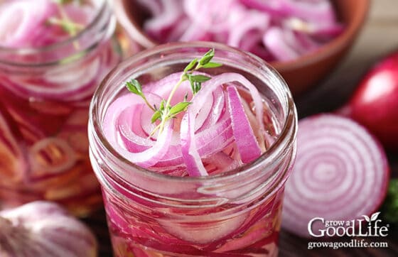 Pickled Red Onions Canning Recipe