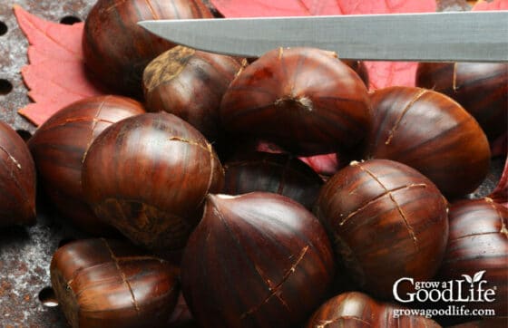 How to Roast Chestnuts