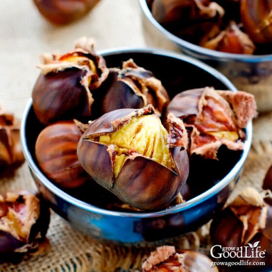 How to Roast Chestnuts