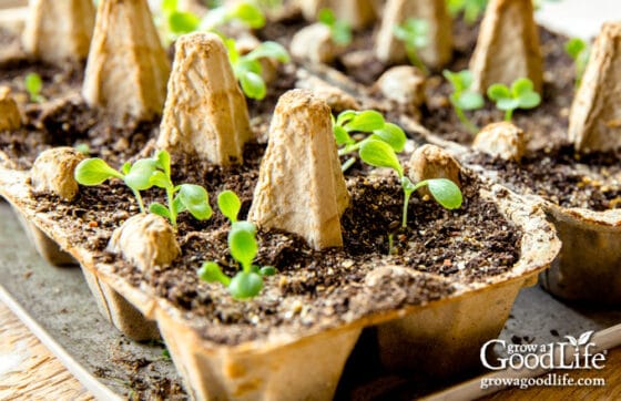Recycled Seed Starting Containers for Gardening