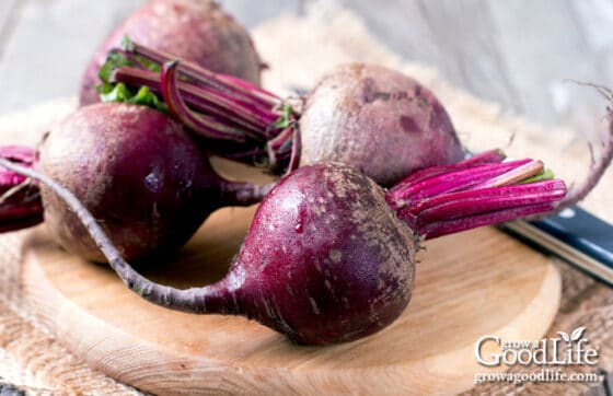 Canning Beets for Food Storage