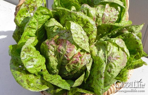 How to Grow Lettuce