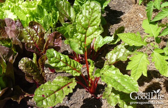 How to Grow Swiss Chard