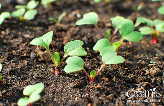 How to Grow Radishes