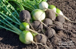 How to Grow Radishes