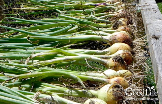 Harvesting, Curing, and Storing Onions