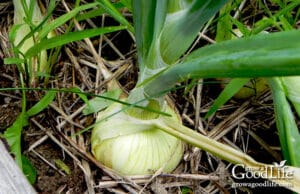 How to Grow Onions