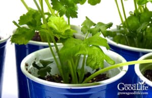 How to Grow Celery