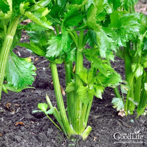How to Grow Celery