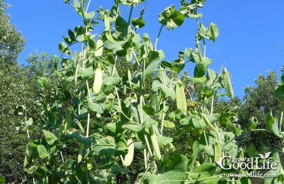 How to Grow Peas