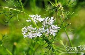 How to Grow Cilantro (Coriander)