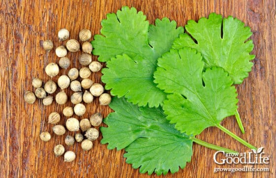 How to Grow Cilantro (Coriander)