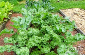 How to Grow Kale